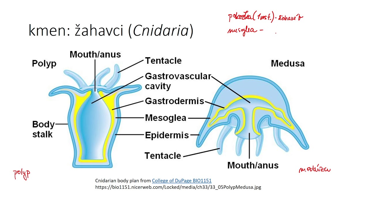 Žahavci I - charakteristika - YouTube