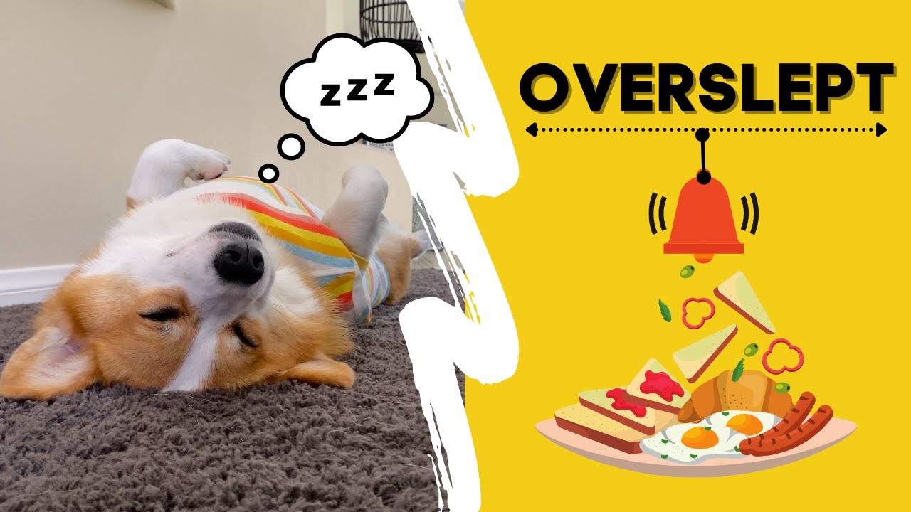 Dog Changes Clocks in House! #shorts #corgi - YouTube