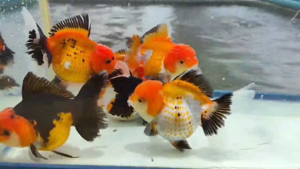 Oranda Goldfish | Thailand Goldfish - YouTube