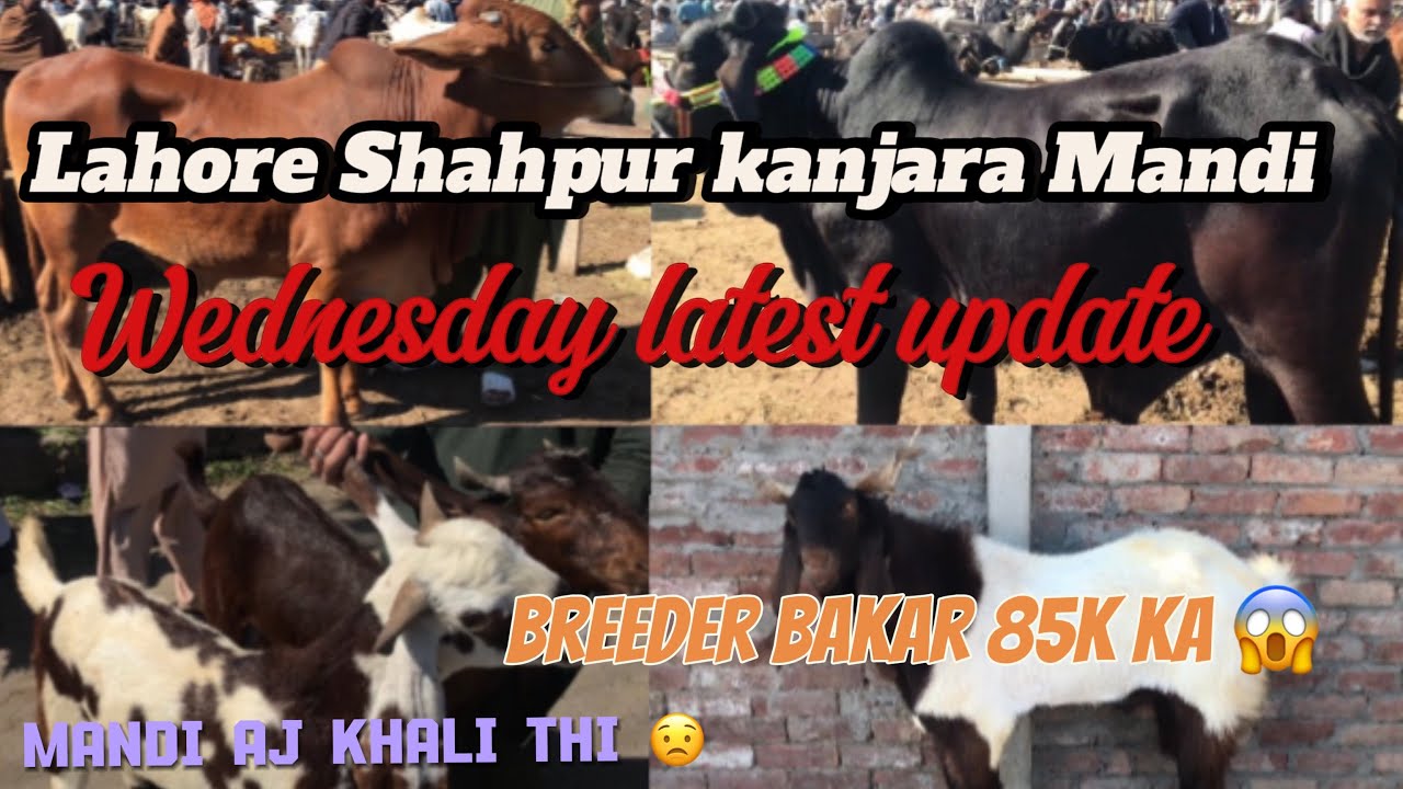 Wednesday latest update || Lahore Shahpur kanjara || breeder bakar 85k😱 ...
