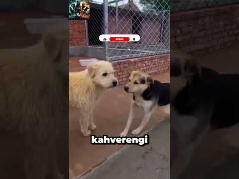 Çok Havladı Ama Yetmedi! Bahçede Gerçek Lider Sahneye Çıktı 👑🐕