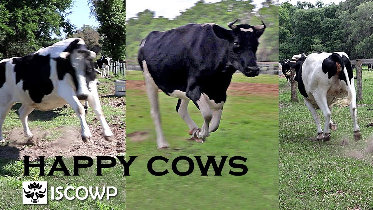 Happy Cows Moo, Run, Jump, & Skip to Spring Grass - YouTube