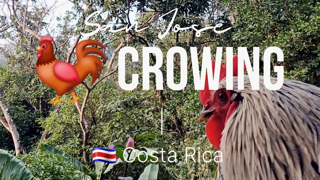 🇨🇷 What to do | 🐓 What does the rooster crow like in different ...