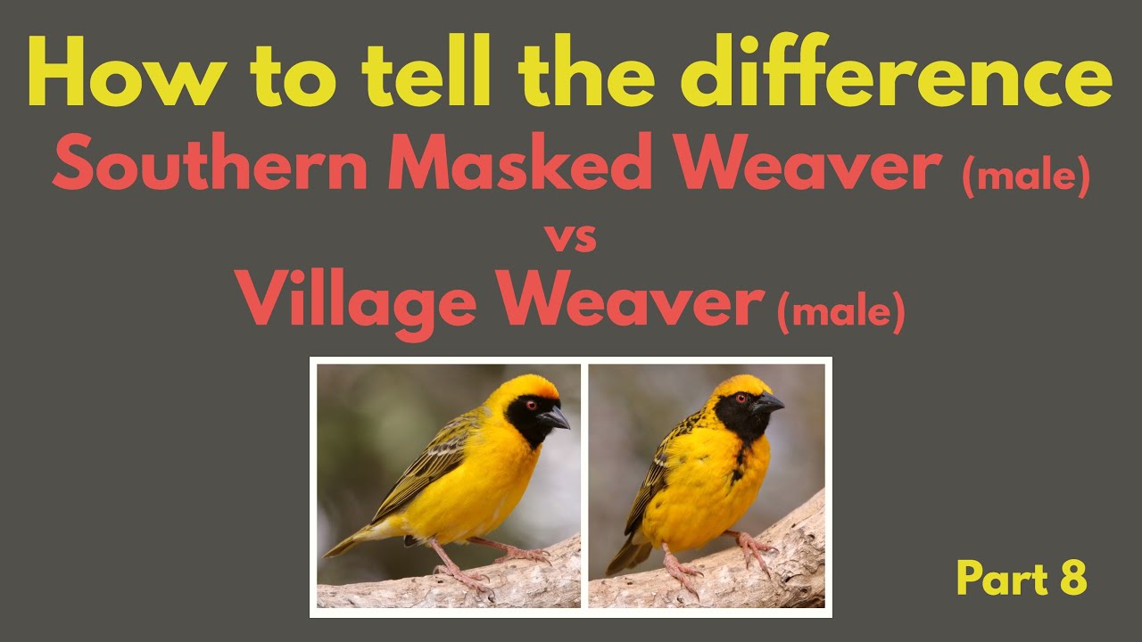 HOW TO TELL THE DIFFERENCE SERIES - Village Weaver male vs Southern ...