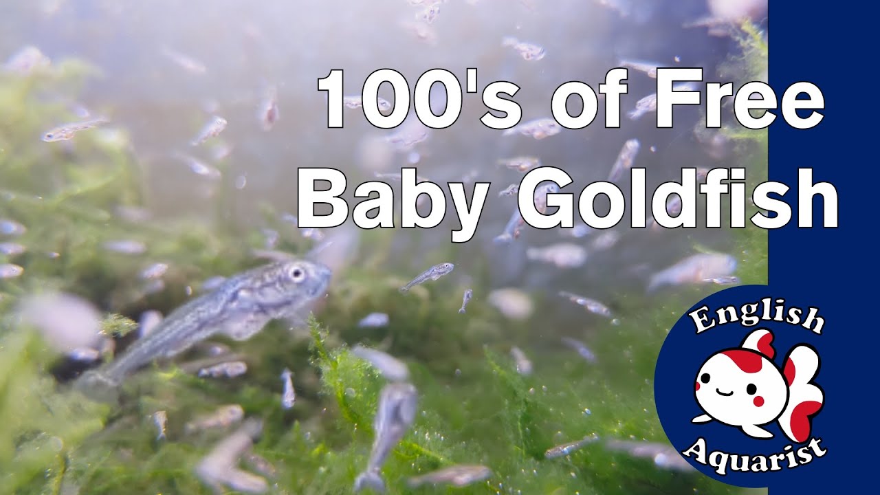 100's of free baby Goldfish - YouTube
