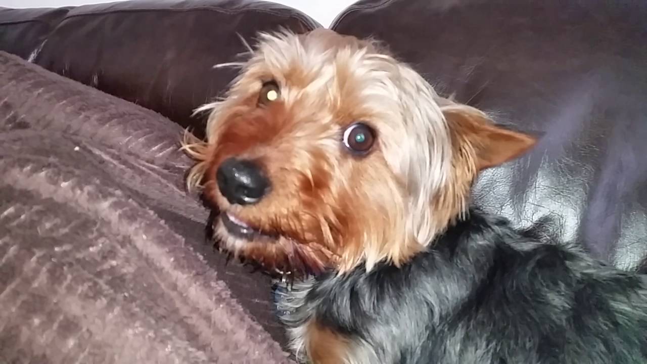 Mad Yorkie - YouTube