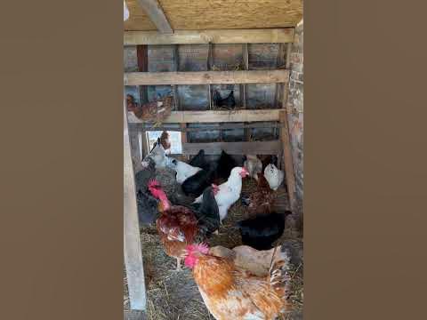 #ферма #farm #куры #курынесушки #курица #дом #курятник #петух #птицы # ...