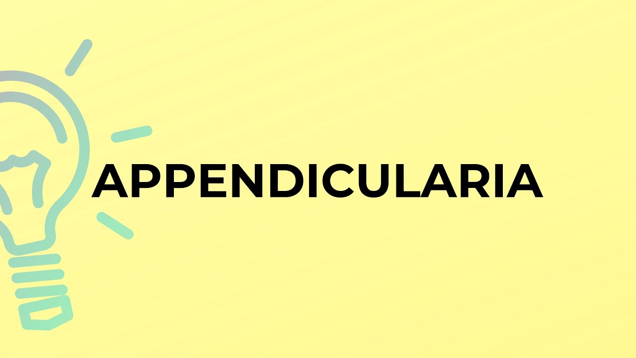What is the meaning of the word APPENDICULARIA? - YouTube