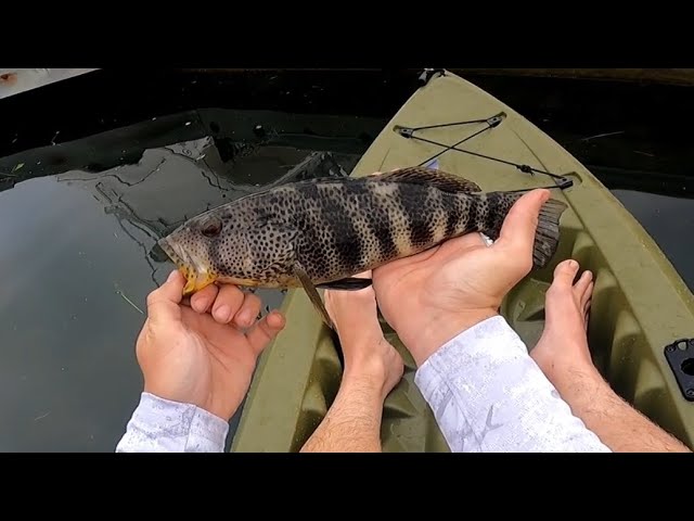 Spotted Sand Bass Fishing At Mission Bay, California → Explore