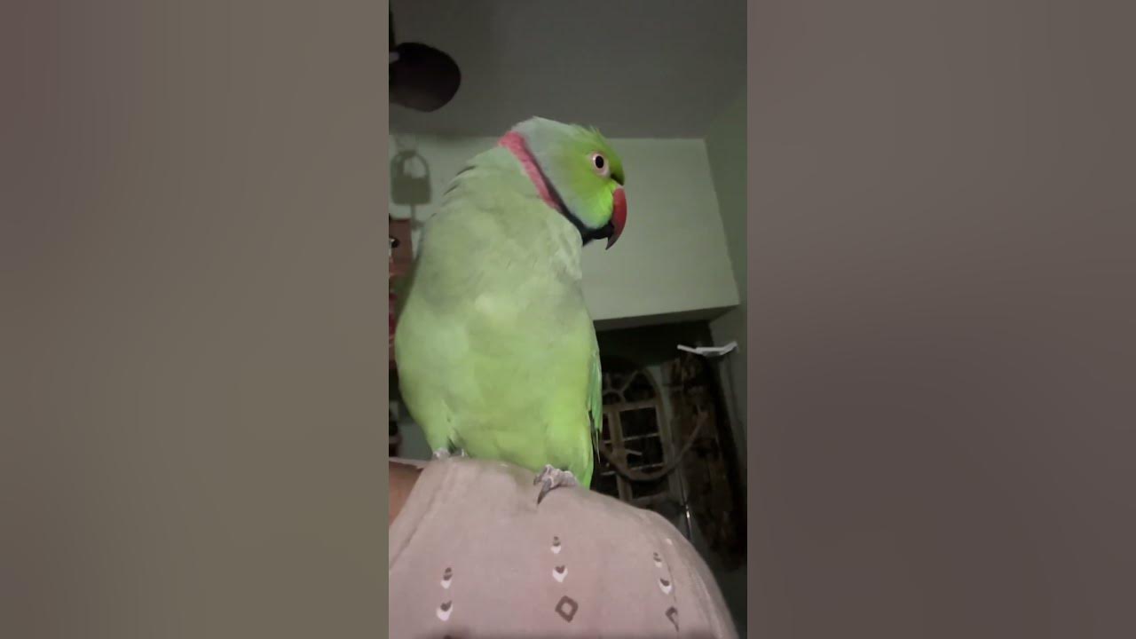 Ringneck Parrot Talking | Talking Parrot | How to teach your Parrot to talk - YouTube