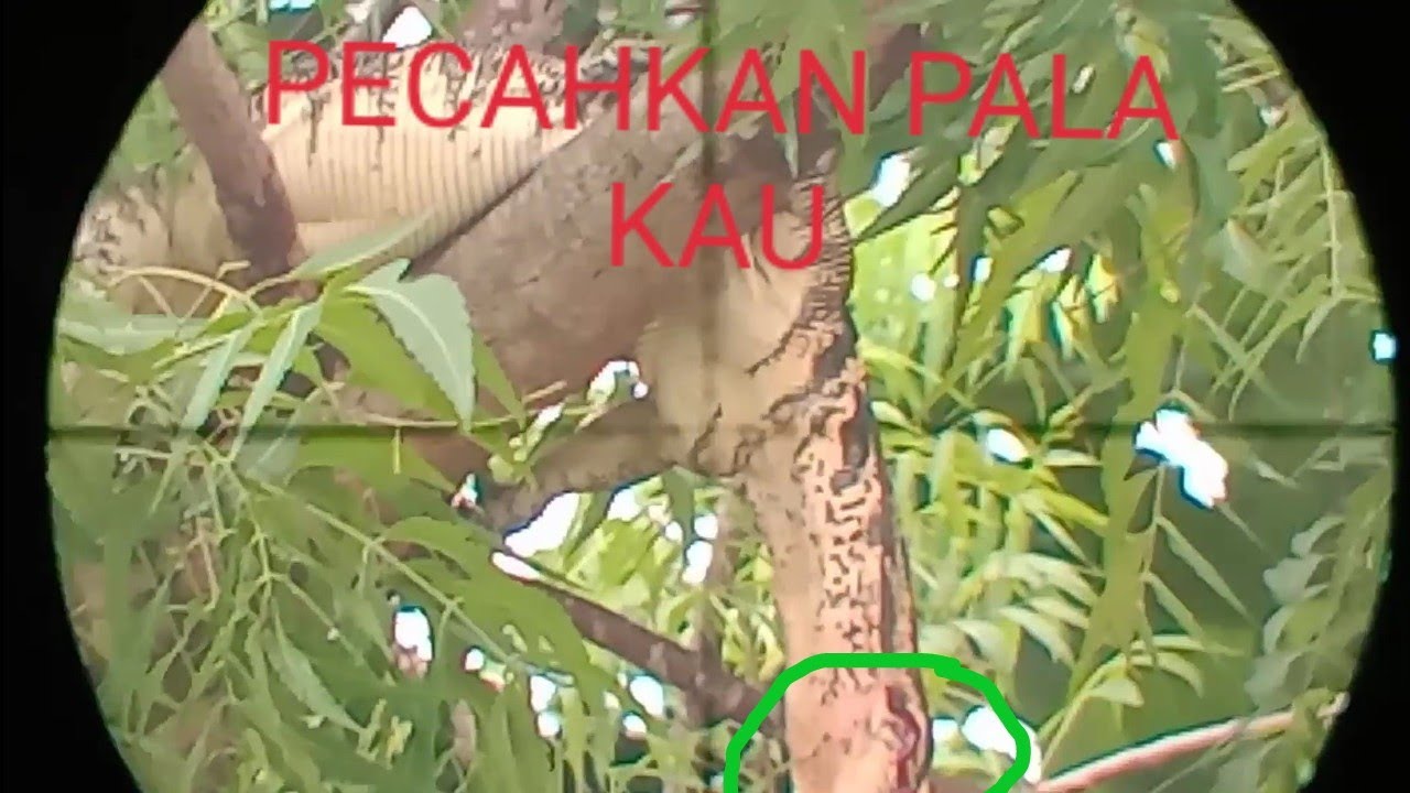 HEADSHOT PREDATOR || BIAWAK - YouTube