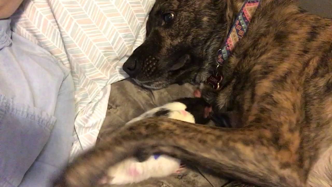 Osiris & Milhouse - Dog & Rat friends - YouTube