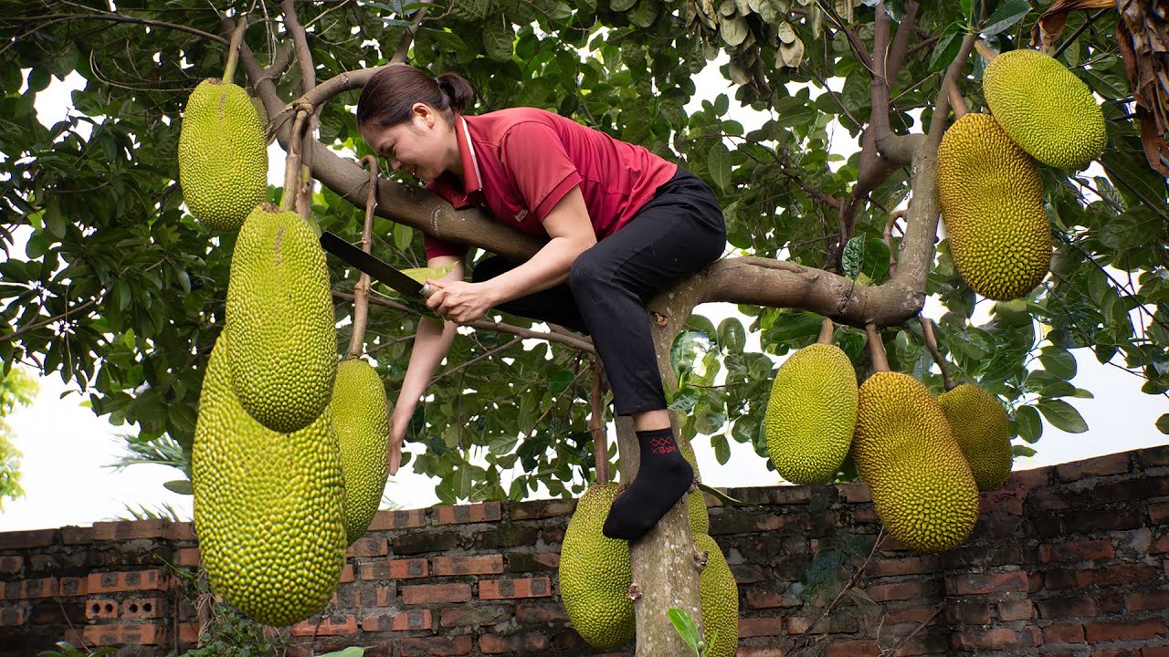 Jackfruit Harvest & Traditional Cooking | Sticky Rice & Crispy ...