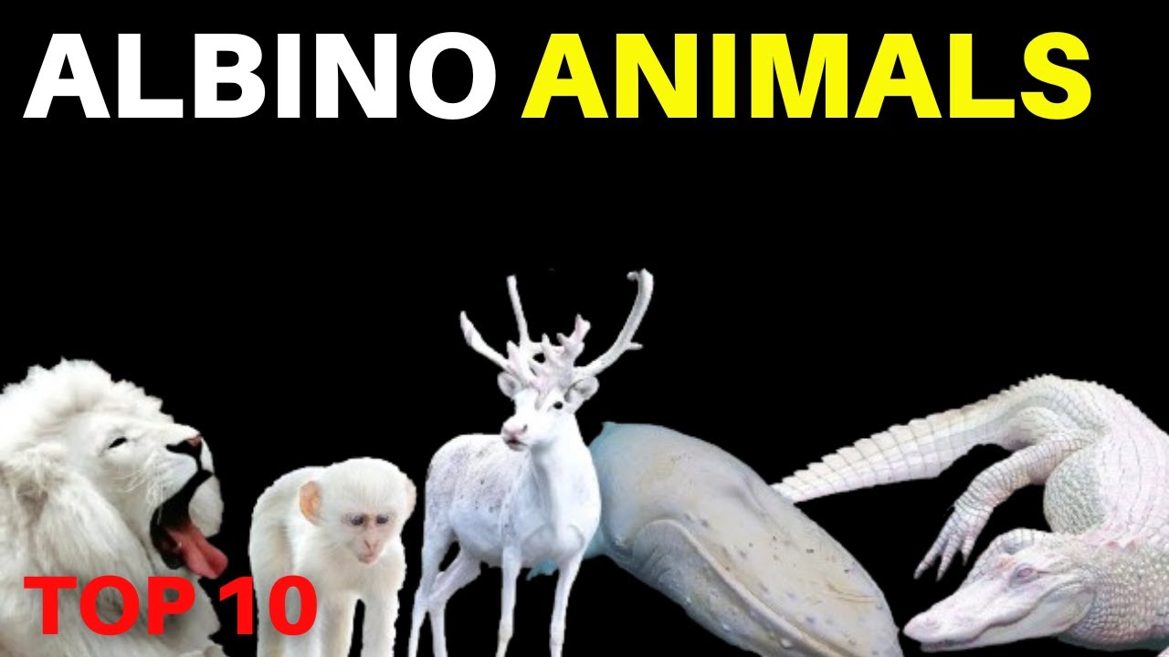 Resembling ancient mythical creatures，Real-life albino mutant animals ...