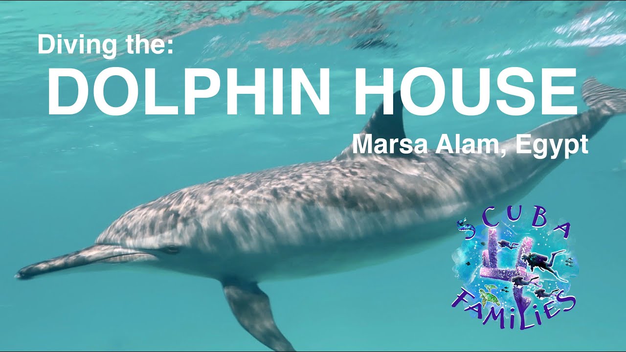 Marsa Alam Egypt - Dolphin House - Samadai - YouTube