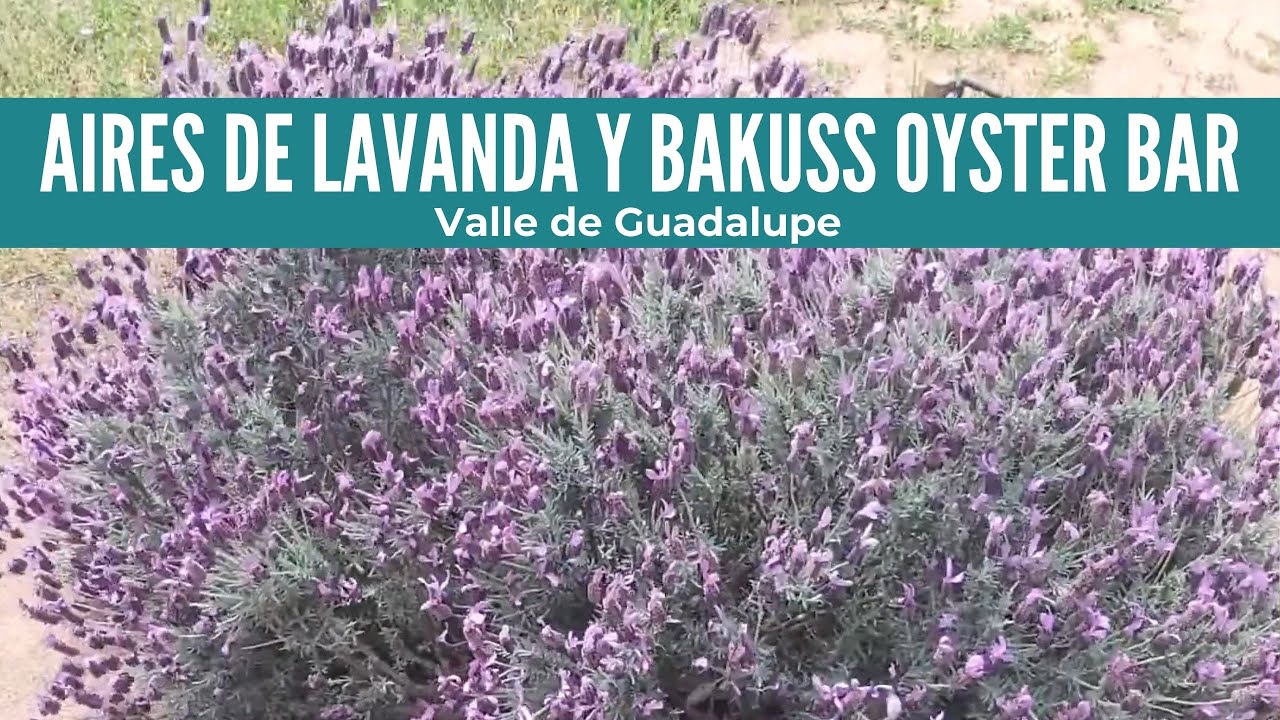 AIRES DE LAVANDA Y BAKUSS - VALLE DE GUADALUPE - YouTube