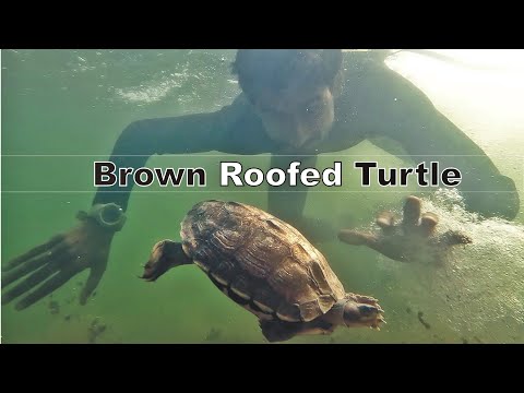 Brown roofed Turtle |  Documentary  
