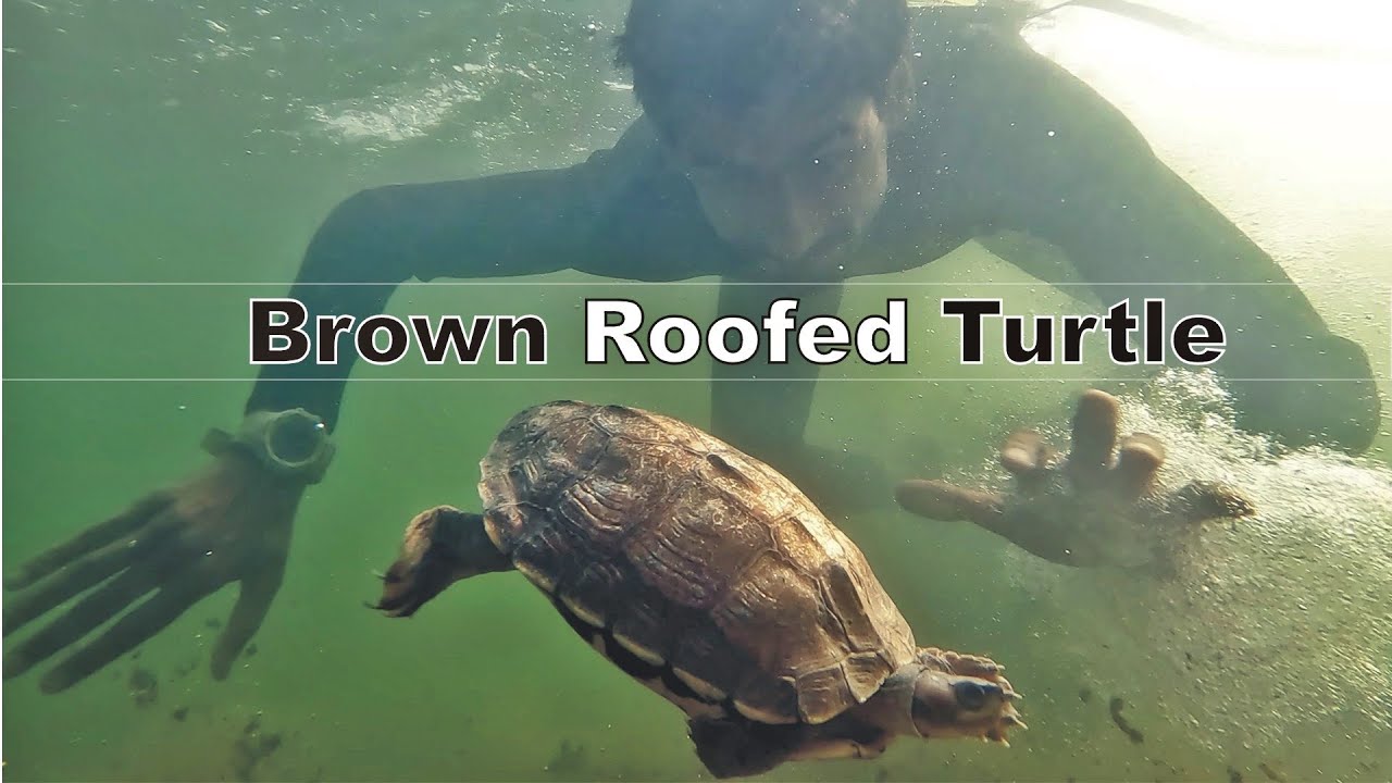 Brown roofed Turtle | Documentary - YouTube