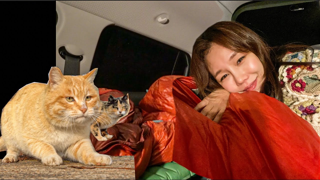 하루에 두번만 열리는 섬에서 나홀로 차박캠핑 부제 냥아치에 당하는 호구집사 리랑 경차차박 캐스퍼 차박