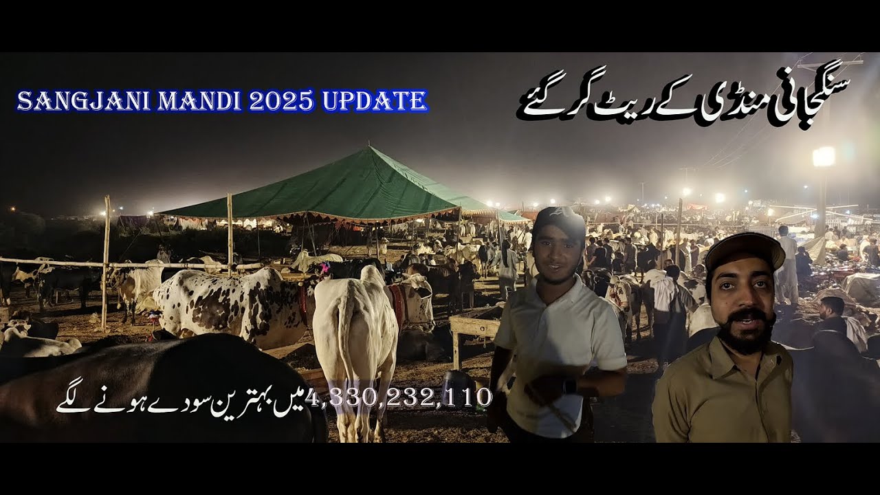 Sang Jani Mandi 2025 ! Sang Jani Mandi 2025 Ka Jalwa ! Sangjani Cattle ...