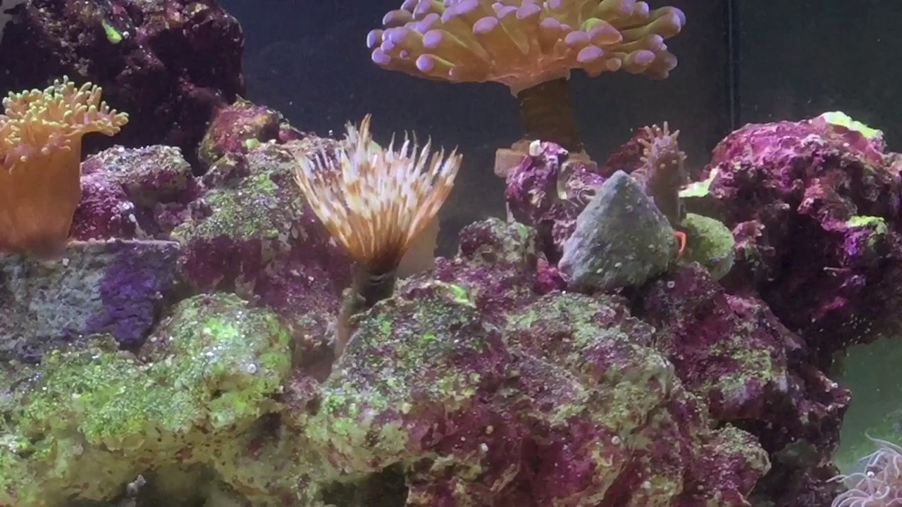 Scarlet Skunk Cleaner Shrimp in EVO Fluval 13.5 coral reef tank - YouTube