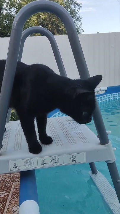 Кот Торшер и бассейн - YouTube