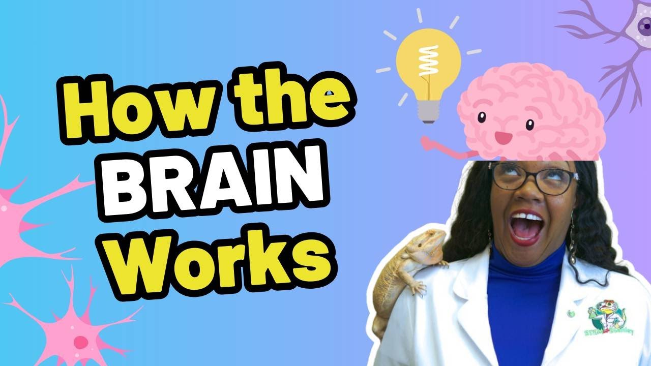 All About Me Science: Hands-On Brain & Neuron Activities for Kids! DIY ...
