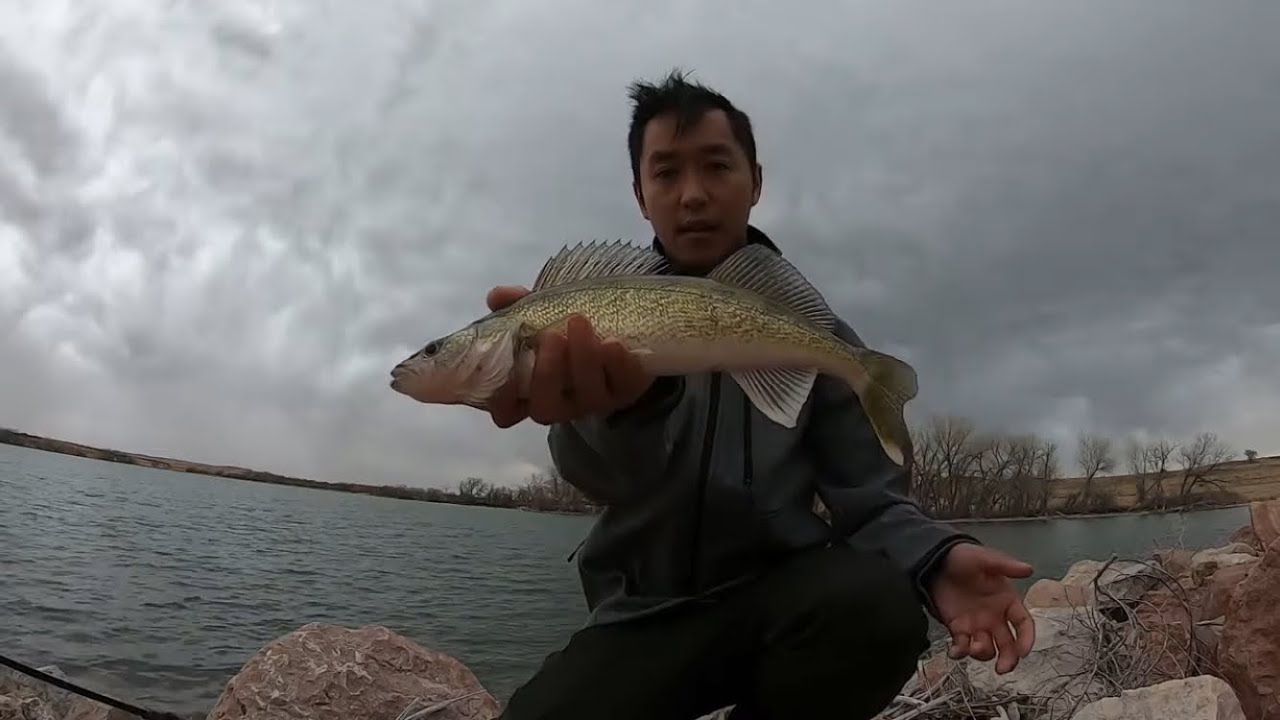 WALLEYE PRESPAWN, north east colorado - YouTube