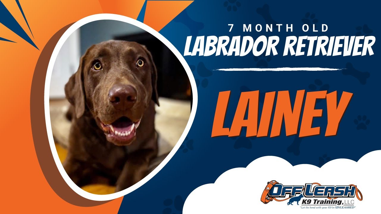 Labrador Retriever, 7 Month Old, Lainey | Best Dog Trainers Northern VA ...
