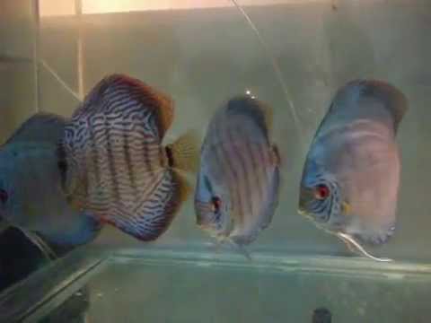 violet reflection discus - YouTube
