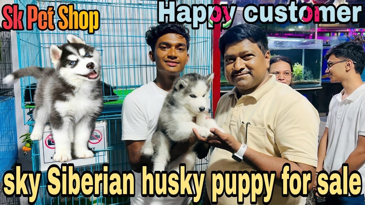 Mumbai pet market Sky for sale Siberian Husky puppy #happycustomer # ...