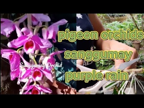 PROPAGATION OF SANGGUMAY ORCHID...🍀 - YouTube