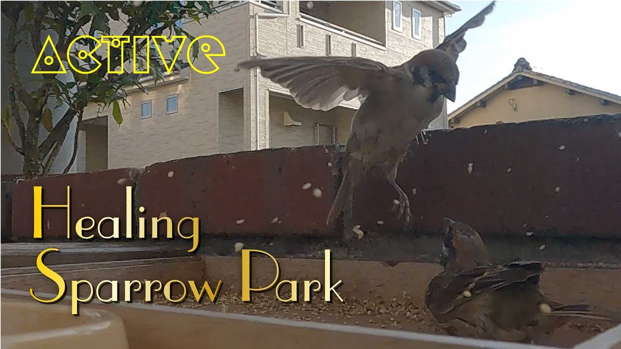 HSP20230915 Early morning sparrows were active - YouTube