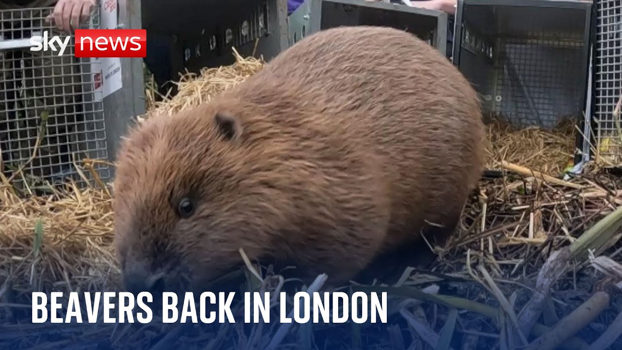 Urban beavers reintroduced to London after 400 years - YouTube