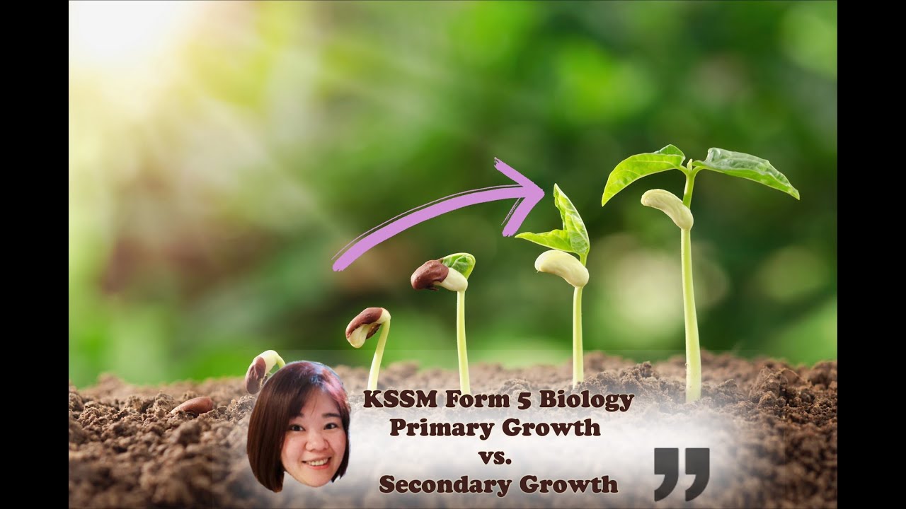 【中文讲解】 KSSM Form 5 Biology Chapter 1 Part 4 - Primary Growth vs ...