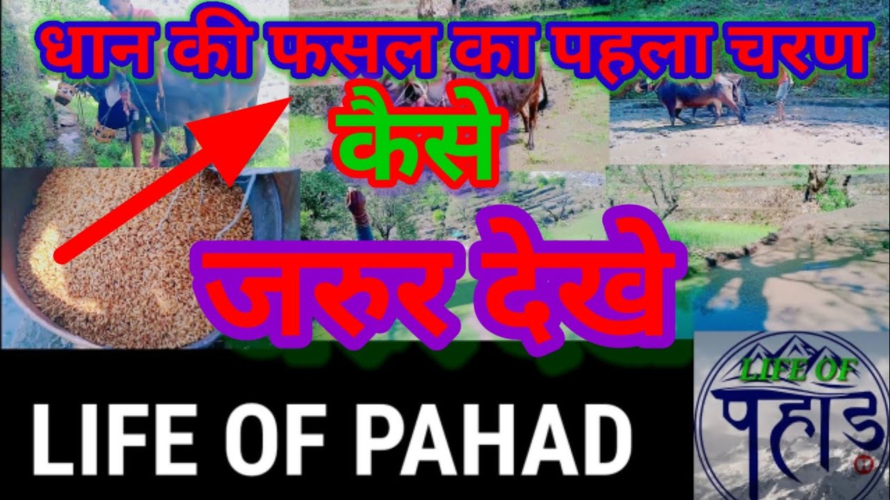 धान की फसल का पहला चरण ?(#life of pahad) - YouTube
