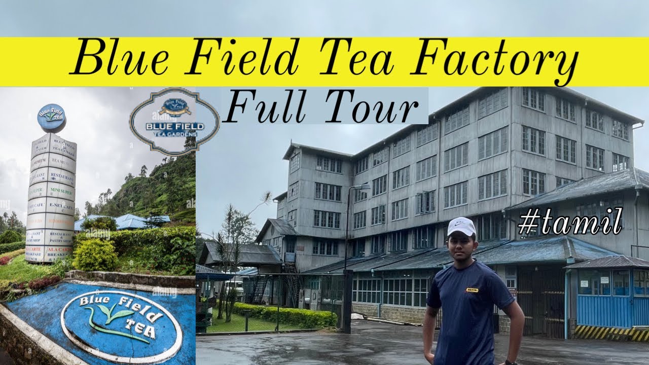 Blue Field Tea ☕️ Factory 🏭 | Full Tour With Explanation 🍃 | #tamil # ...