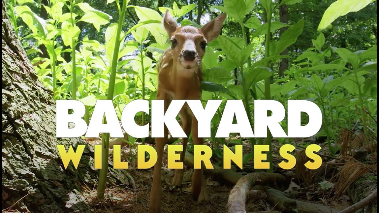 Backyard Wilderness | IMAX Trailer (2018) - YouTube