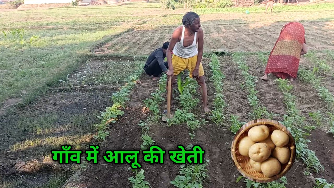 गाँव में आलू की खेती 🥳 | Village Potato #dailyvlog #villagelife - YouTube