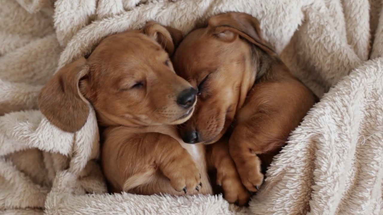 Puppies Sleeping | Cute Puppies Napping | Puppies Falling Asleep - YouTube