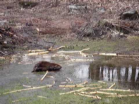 BEAVER SHOT - YouTube