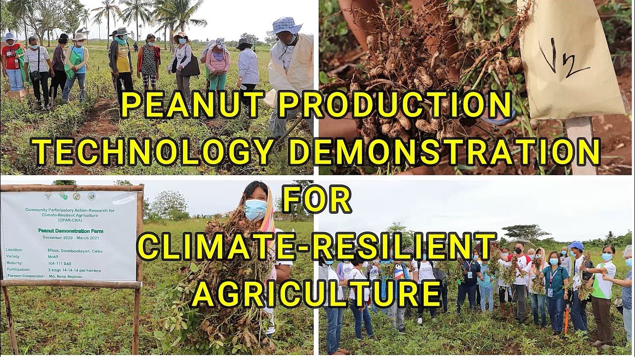 Peanut Production Technology Demonstration for Climate-Resilient ...