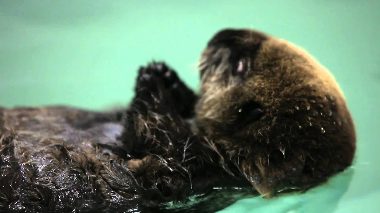 Sea Otter Pup Eats Seafood - YouTube