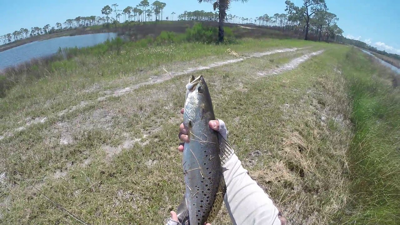 Marsh Fishing in Florida: I catch two HUGE Speckled Trout from Shore ...