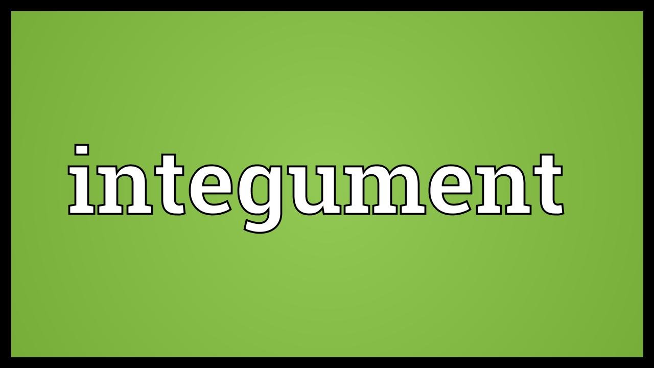 Integument Meaning - YouTube