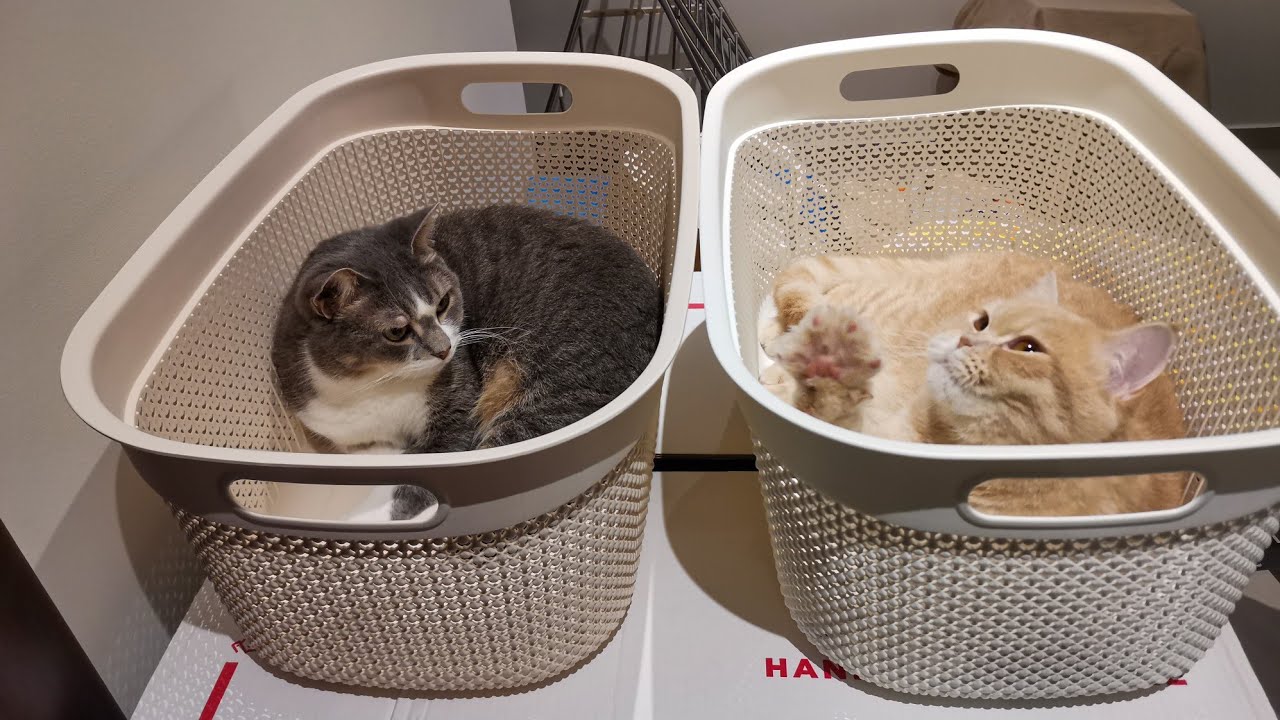 Cat Daily Routine Compilation | Fun Day | Cute Cat | Happy - YouTube