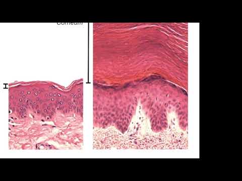 Lecture 7b Integumentary part 2, The Epidermis - YouTube
