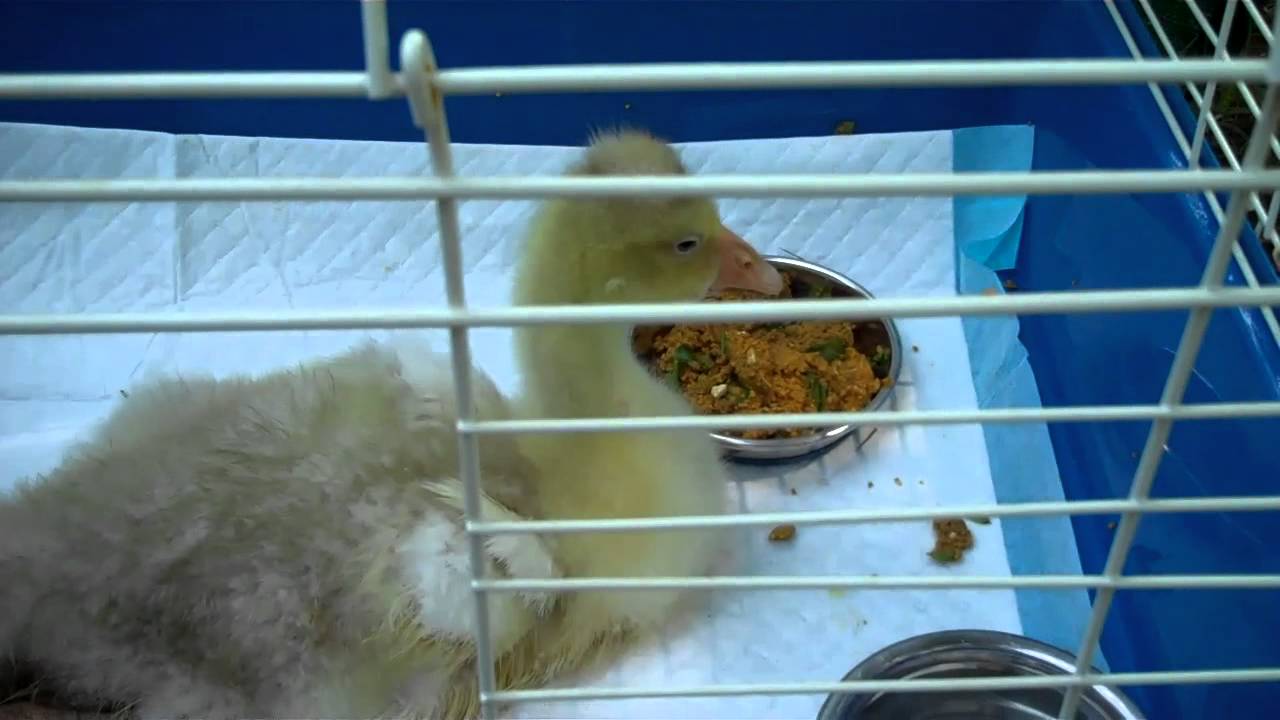 Gary the Gander ~ Slipped Tendon - YouTube
