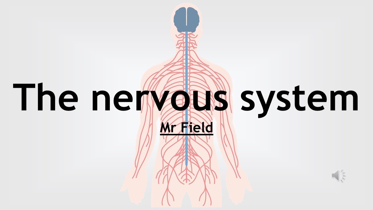 GCSE Biology 09 - The nervous system - YouTube