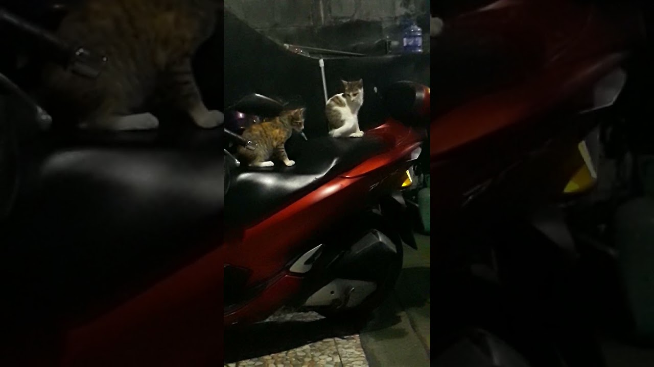 kucing naik motor#shorts - YouTube